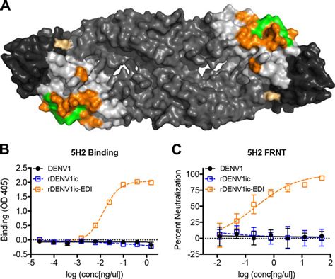 Rdenv1ic Edi Gains Binding And Neutralization To Denv4 Download Scientific Diagram