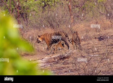 Female Bengal Tiger With Young Panthera Tigris Tigris Photographed