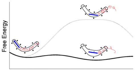 Self Diffusion And Constraint Release In Isotropic Entangled Rodcoil Block Copolymers