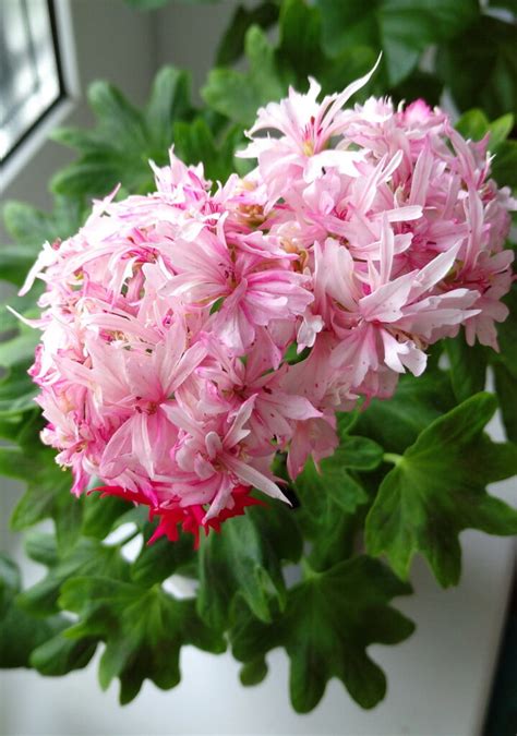 Пеларгонія Richard Hodgson Вирощування та догляд Рослини вдома