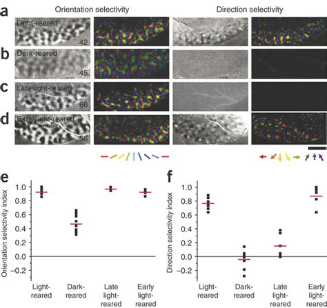 Early Visual Experience Promotes The Development Of Direction