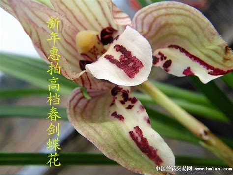 春剑蝶花图片春剑蝶花品种春剑素花文秘苑图库