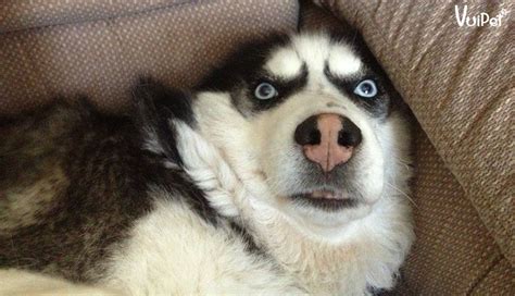 Cập Nhật Với Hơn 55 Về Hình Nền Máy Tính Chó Husky Ngáo Hay Nhất