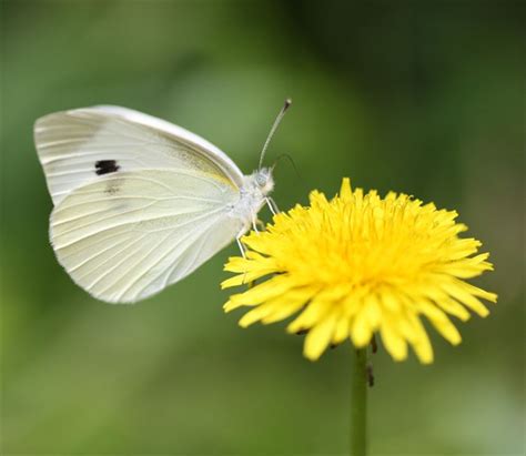 キモイ可愛い きもかわいい虫たち昆虫画像50枚 ailovei