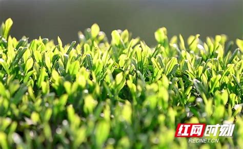 二十四節氣雨生百穀 萬物至繁③ 每日頭條