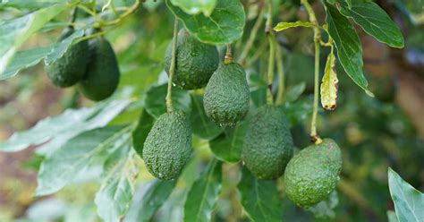 How Big Does An Avocado Tree Get Minneopa Orchards