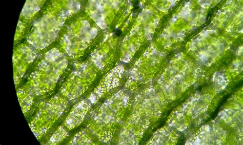 Elodea Leaf Cells Under Microscope At Finn Daintree Blog