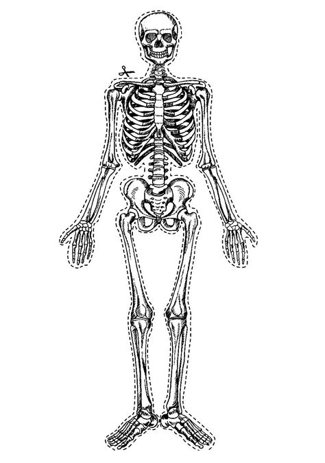 Desenho Corpo Humano Para Imprimir
