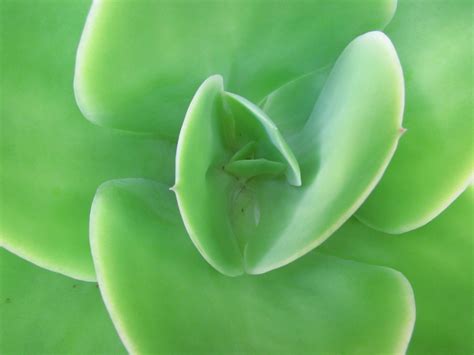 Free Images Nature Leaf Flower Petal Green Natural Fresh