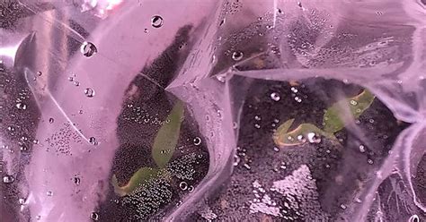 Seedling Album On Imgur