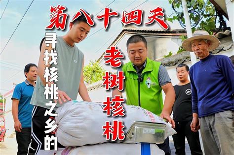 寻找千年老树核桃的第八十四天，今天来村里收老树核桃凤凰网视频凤凰网