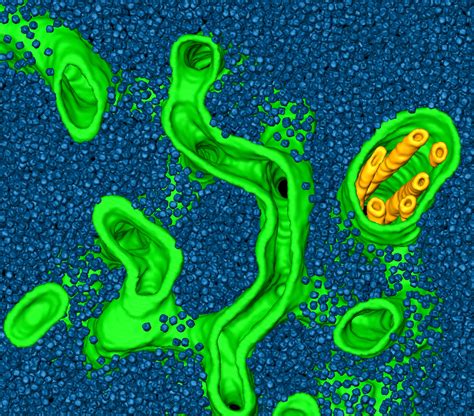 Green Algae Could Be Key To Engineering Faster Growing Crops Carnegie