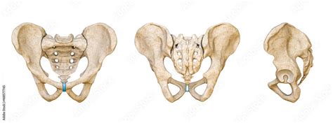 Sacrum Diagram Quizlet