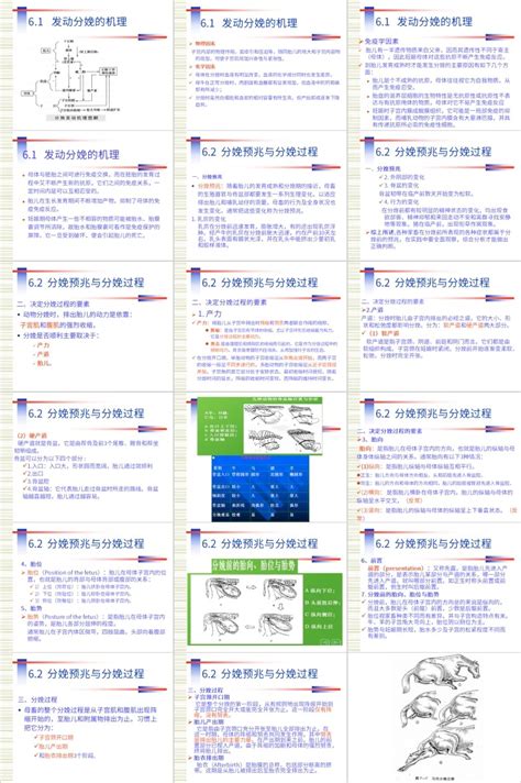 简约风医疗医学分娩与助产分娩发动的机理PPT模板46页 格调办公
