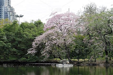 粉红色的tecoma开花在公园里
