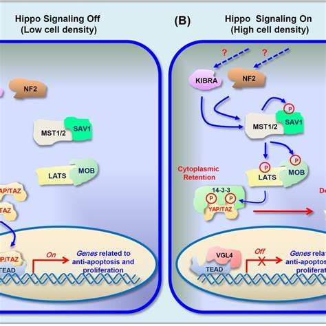 Pdf Cross Talk Between Wntβ Catenin And Hippo Signaling Pathways A