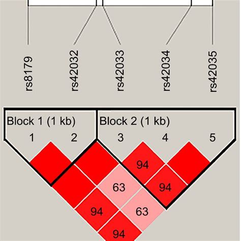 Linkage Disequilibrium Block Construction Two Blocks Were Detected In