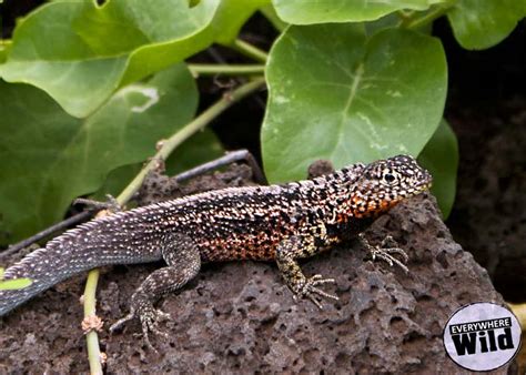 7 Crazy Galapagos Lava Lizard Facts Everywhere Wild