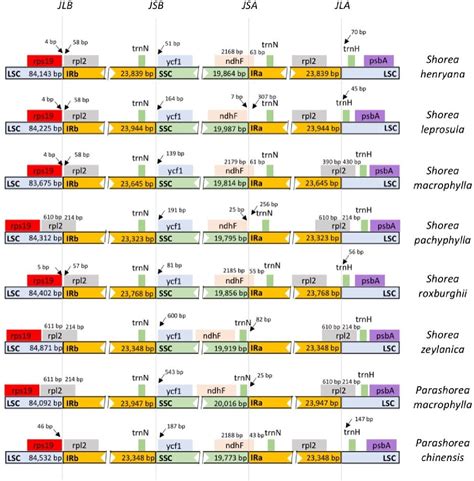 Figure 1 From Complete Chloroplast Genome Of Shorea Macrophylla