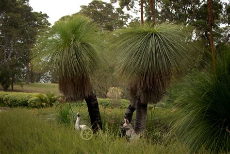 Expert Grass Tree Advice Mallee Design