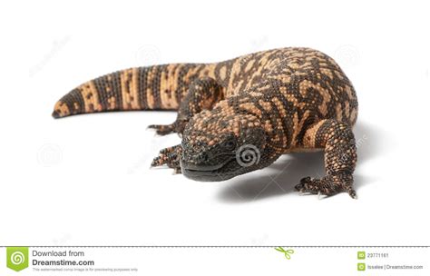 Gila Monster Heloderma Suspectum Poisonous Stock Image Image Of