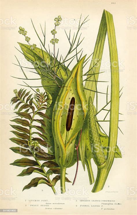 Cuckoo Pint Sweet Sedge Sedge Pondweed Victorian Botanical Illustration