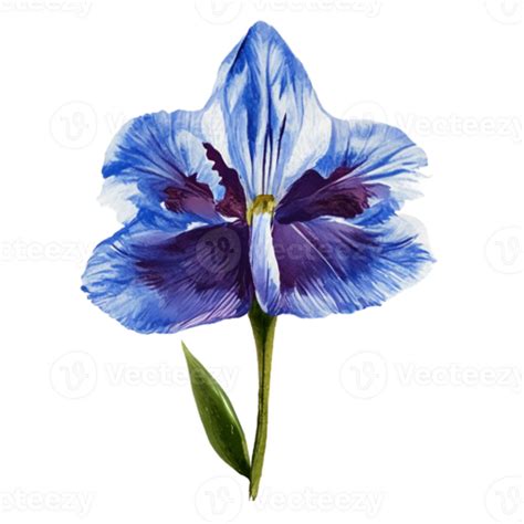 iris flower nature ai generative 33210495 png