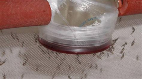 Scientists Find Bug That Completely Protects Mosquitoes From Malaria