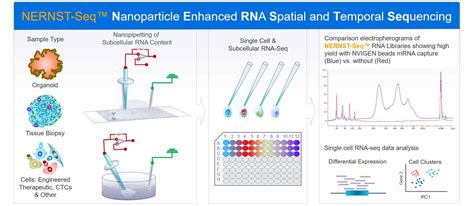 Nernst Seq™ Nanoparticle Enhanced Rna Spatial And Temporal Sequencing