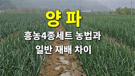 양파 흥농4종세트 농법과 일반재배 차이 Youtube