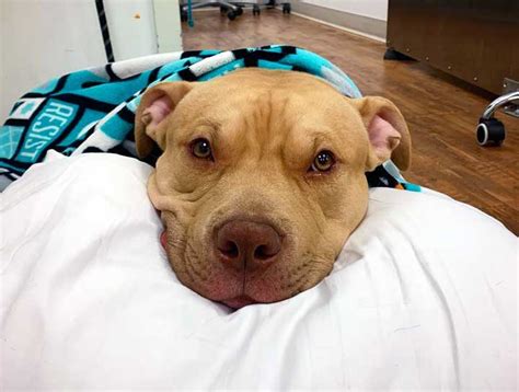 Seattle Vet Surgery Soft Tissue Veterinary Surgeon