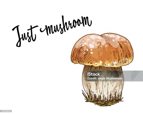 주황색 버섯 모자 Boletus 흰색 배경에 고립입니다 벡터 일러스트 레이 션 가을에 대한 스톡 벡터 아트 및 기타 이미지