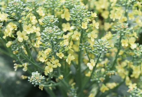 Bolting Broccoli Why Is Your Broccoli Flowering And How To Fix It