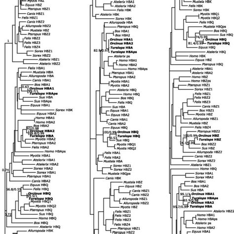 Genomic Structure Of α And β Globin Gene Clusters In Laurasiatherian