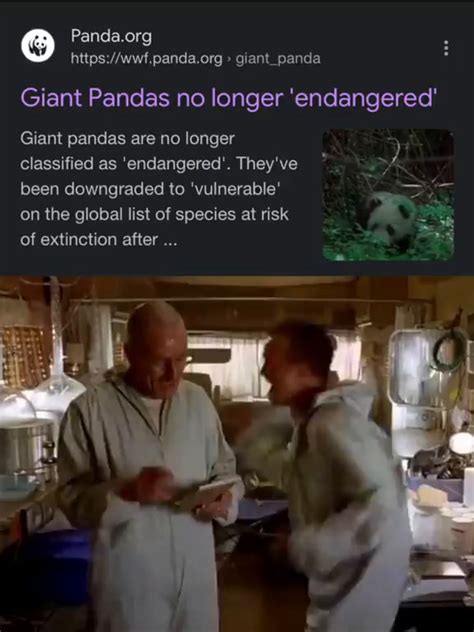 Panda Giant Pandas No Longer Endangered Giant Pandas Are No Longer