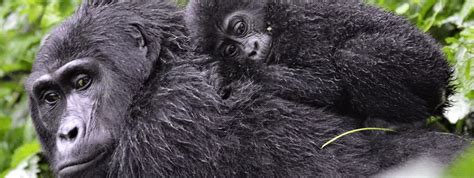 Choosing Between Gorilla Trekking And Gorilla Habituation Gorilla