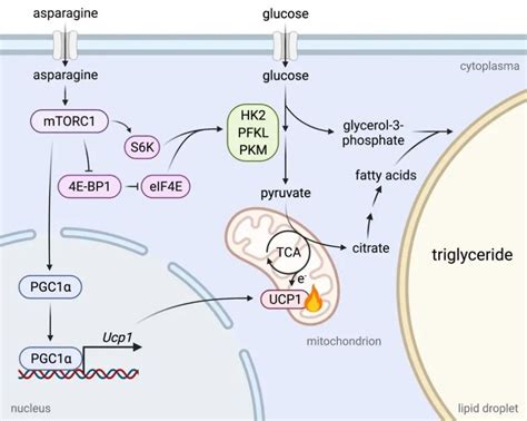 Embo J 潘东宁唐惠儒合作揭示天冬酰胺可促进脂肪细胞产热和糖酵解