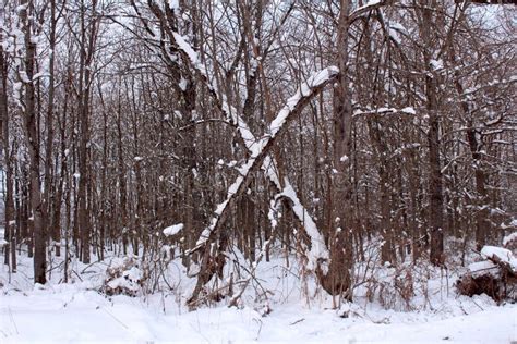 X Made From Fallen Trees In Dense Snow Covered Forest Stock Photo Image Of Trees Leaves