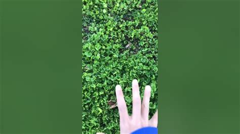Me Touching Grass Youtube