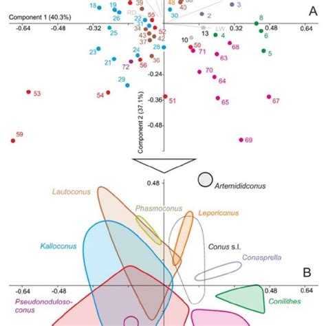 3 Separation Of The Species And Morphospace Occupied By Genera As