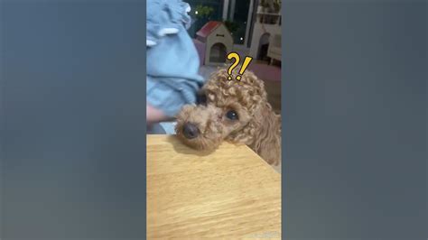 식탁 앞 강아지 국룰 Youtube