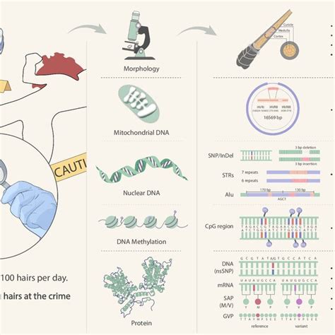 Pdf Dna And Protein Analyses Of Hair In Forensic Genetics
