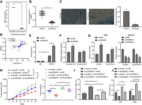 RUNX3 Promotes The Expression Of CircDYRK1A And Inhibits The
