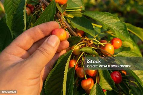 체리 수확 나뭇가지에서 잘 익은 체리베리를 따는 남자의 손 클로즈업 건강한 생활방식에 대한 스톡 사진 및 기타 이미지 건강한 생활방식 건강한 식생활 계절 Istock