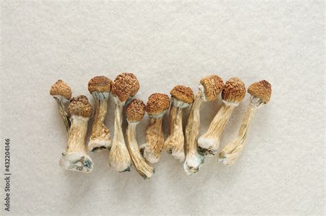 Cubensis