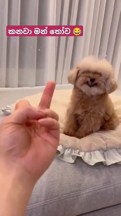 මැද ඇගිල්ල නිසා උන දෙයක් 🥹 Youtube