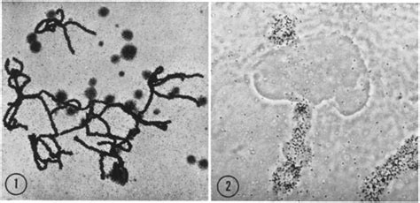 Actinomycin D 3 H Binding To The Chromosomes Of A Mature Oocyte Of T