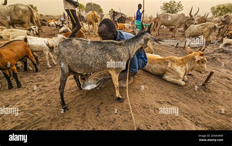 Man Milking A Goat Dinka Cattle Camp Bor Central Region South Sudan