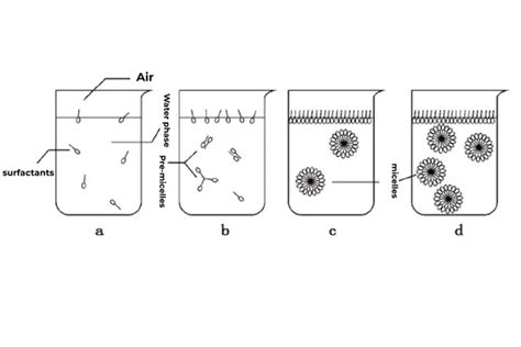 Comprehensive Guide To Surfactants Structure Uses And Types Stanford Chemicals