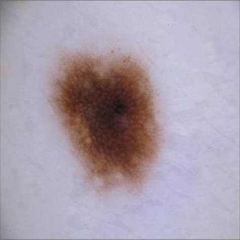 Scd Main Object Detection Model By Projectbs